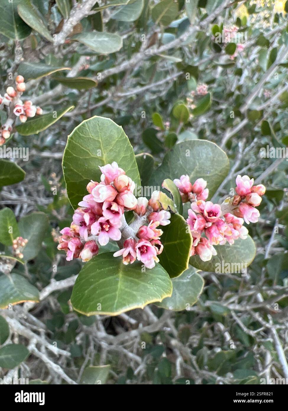 lemonade berry (Rhus integrifolia), Plantae, Torrey Pines State Natural ...