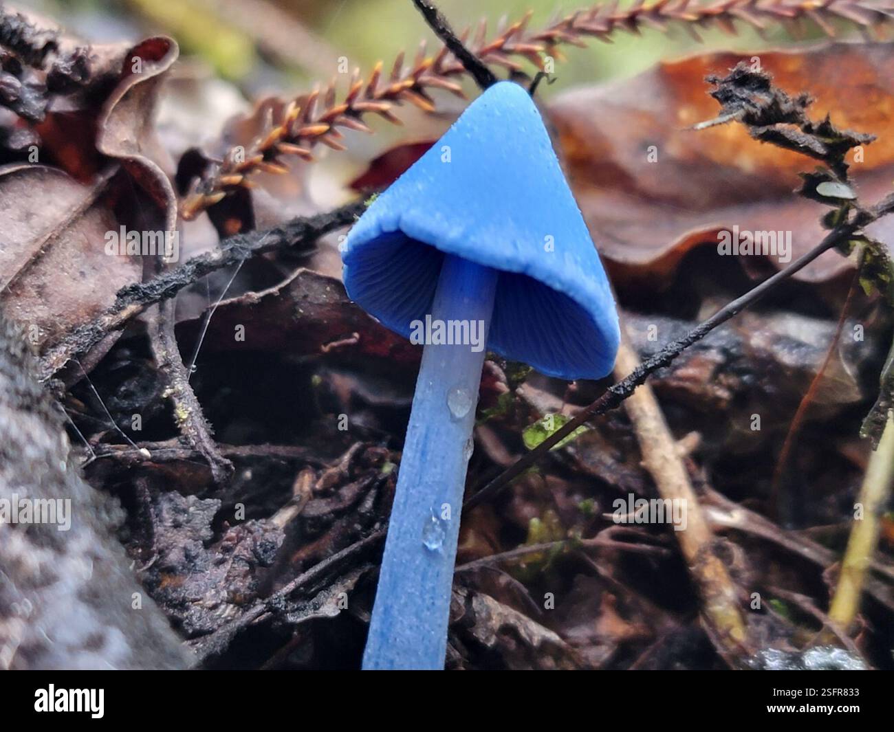 blue pinkgill (Entoloma hochstetteri), Fungi, Turiwhate 7875, New ...