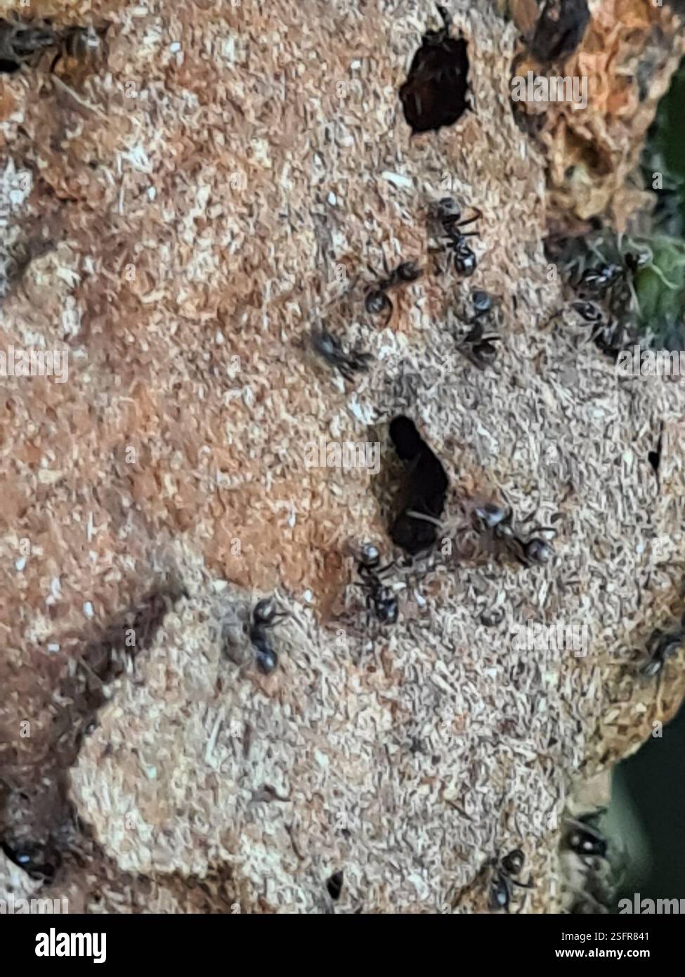 Cecropia Ants and Allies (Azteca), Insecta, Klaaskreek, Suriname Stock ...