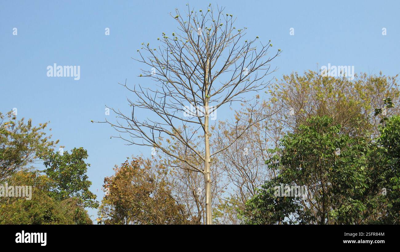 Opposite Leaf Fig (Ficus hispida), Plantae, Чианг Май, Таиланд Stock ...