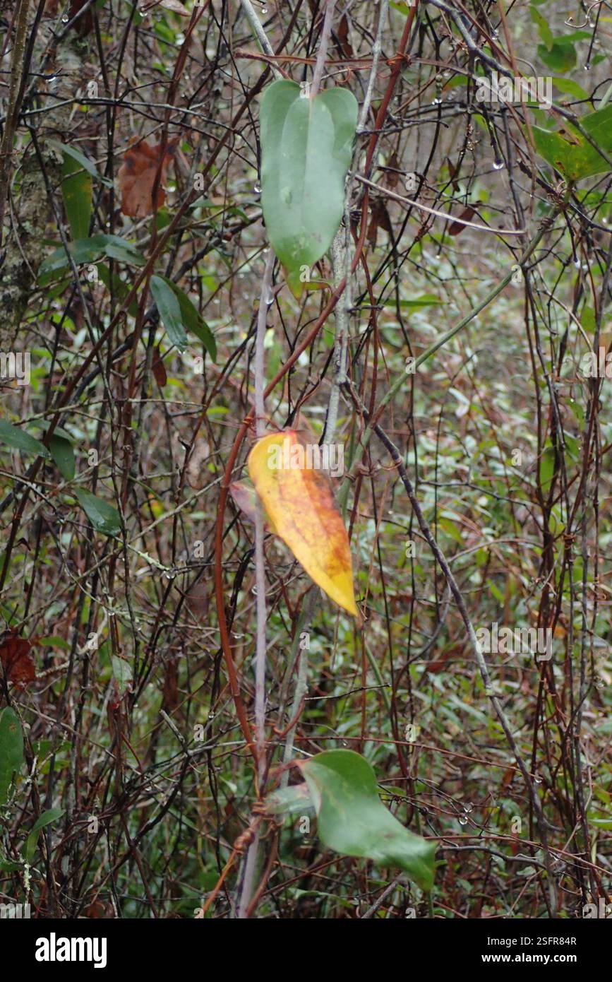 sawbrier (Smilax glauca), Plantae, Pasco, Florida, United States Stock ...