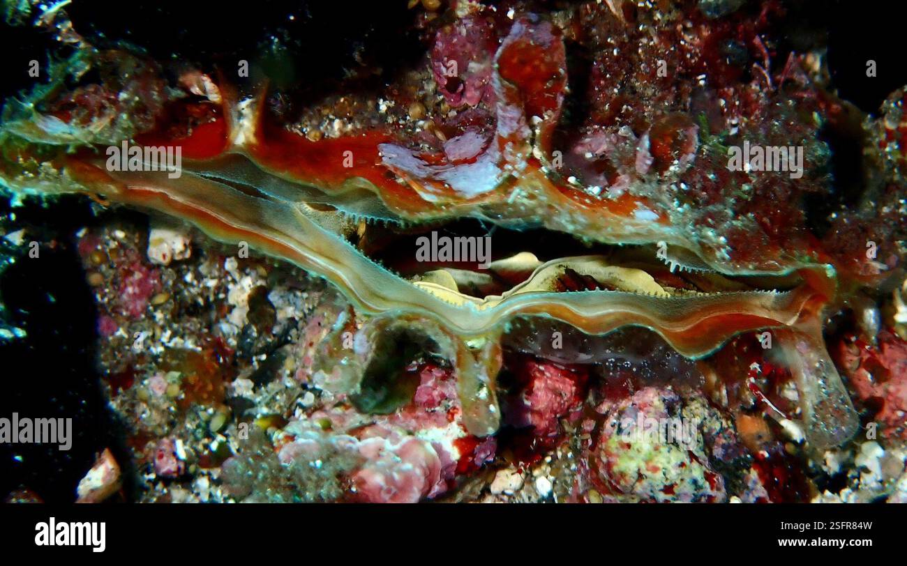 Spiny Fan Mussel (Pinna rudis), Mollusca, Baía Entre Picos, Cape Verde ...