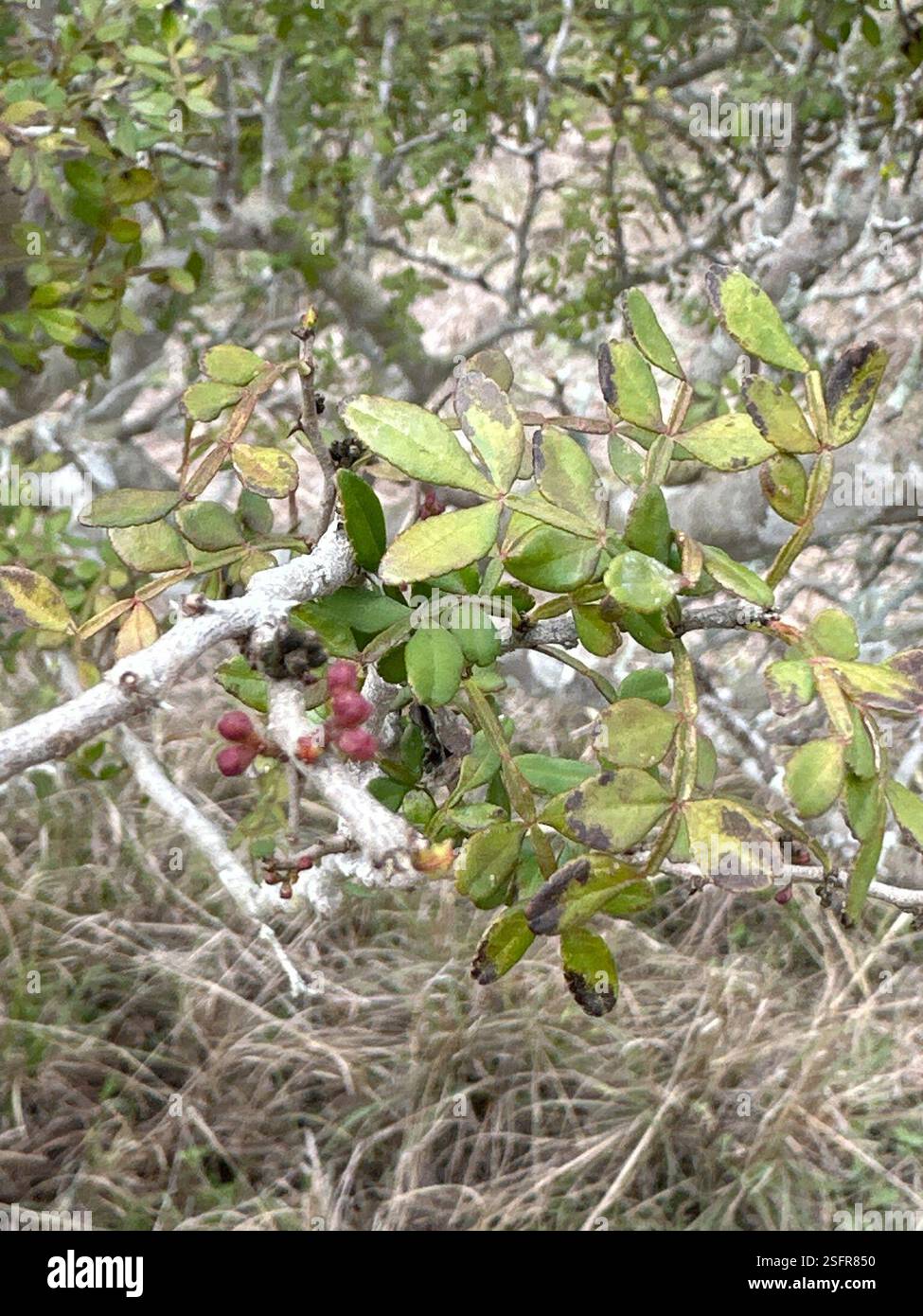 Lime Prickly-ash (Zanthoxylum fagara), Plantae, Taft, TX, US Stock ...