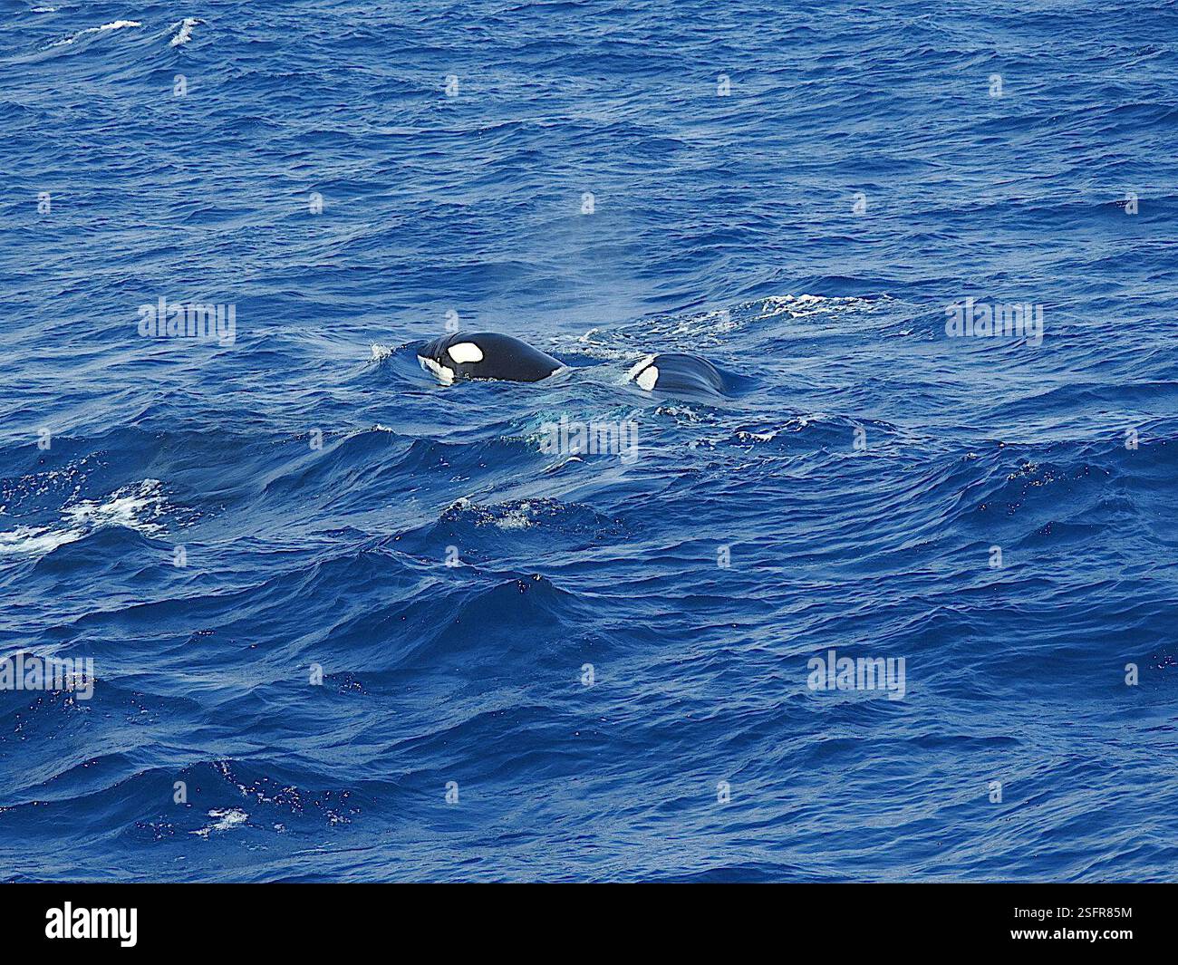 Orca (Orcinus orca), Mammalia, Bremer Bay WA 6338, Australia Stock ...