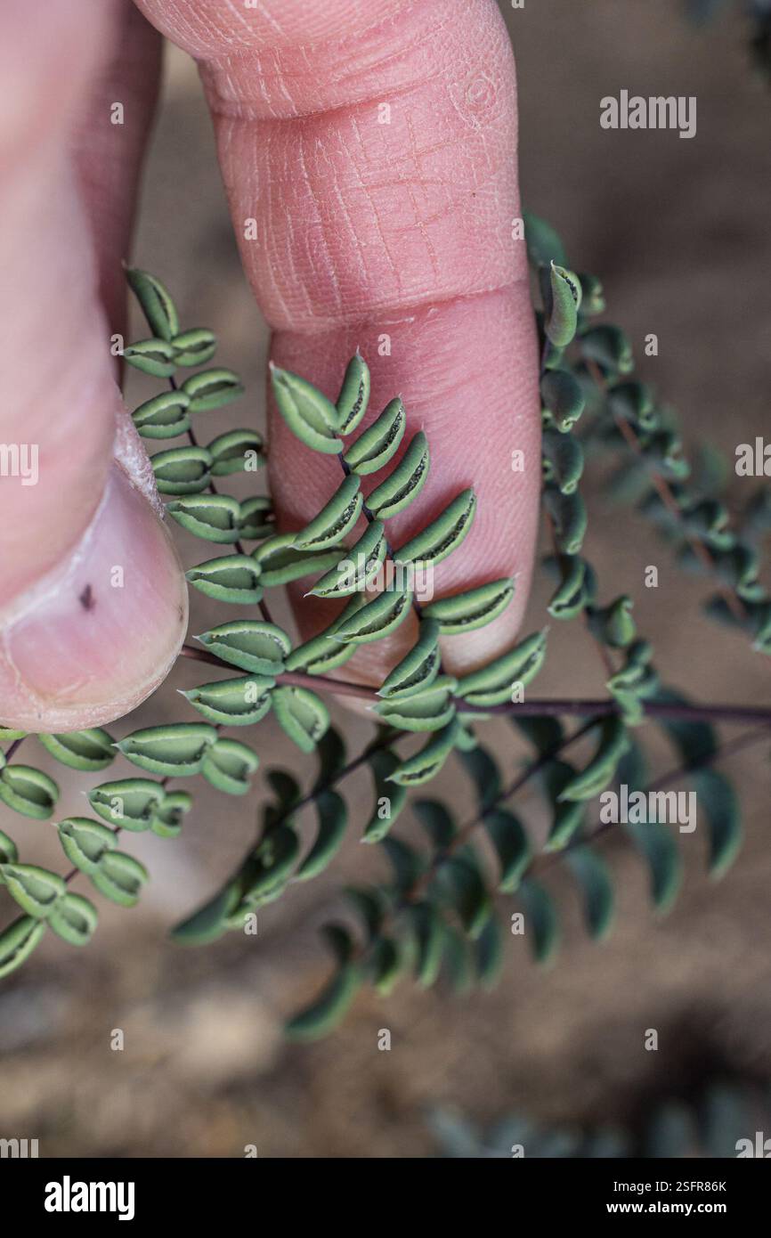 spiny cliff-brake (Pellaea truncata), Plantae, Doña Ana County, NM, USA ...