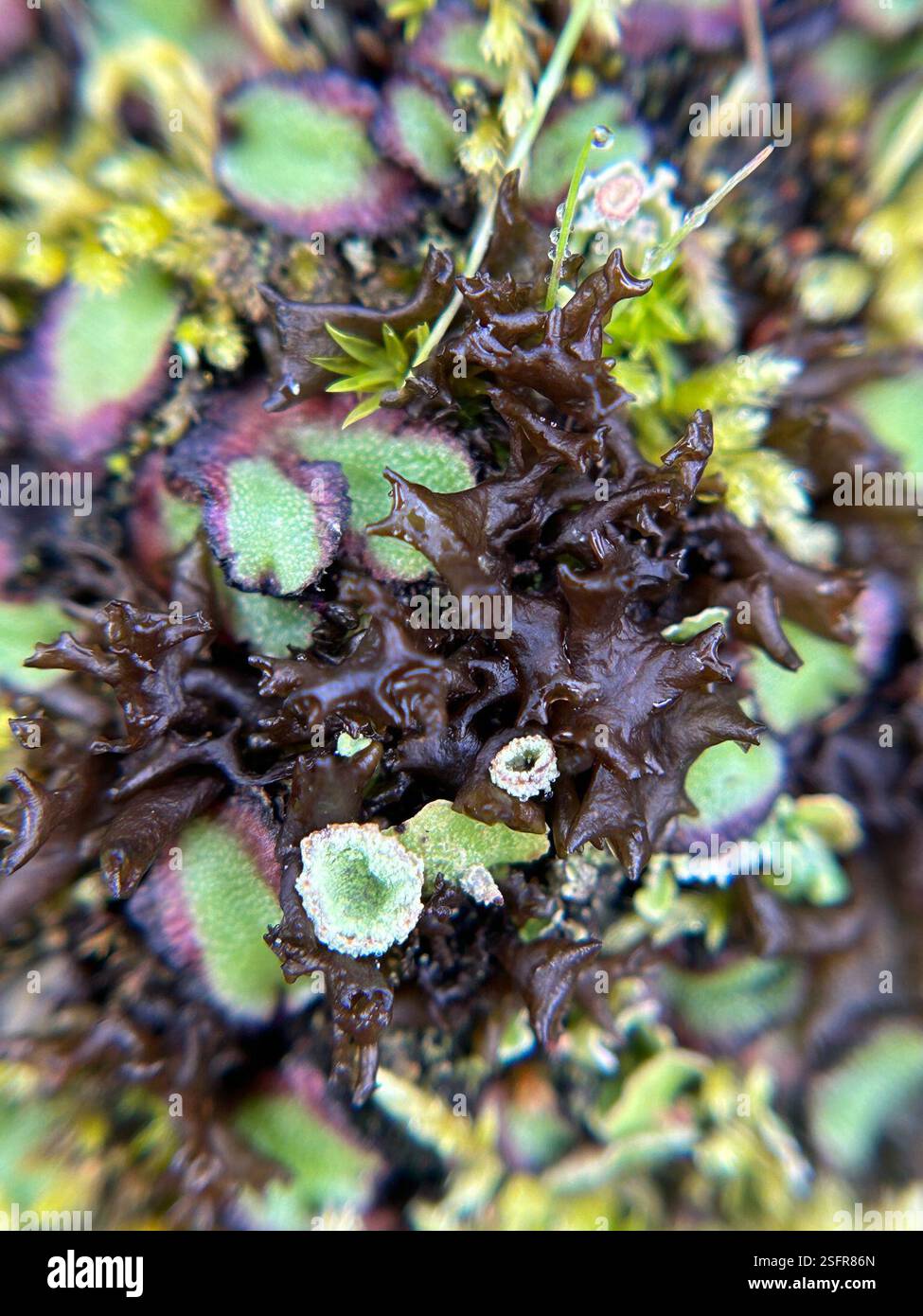 Antlered Jellyskin Lichen (Scytinium palmatum), Fungi, El Chorro ...