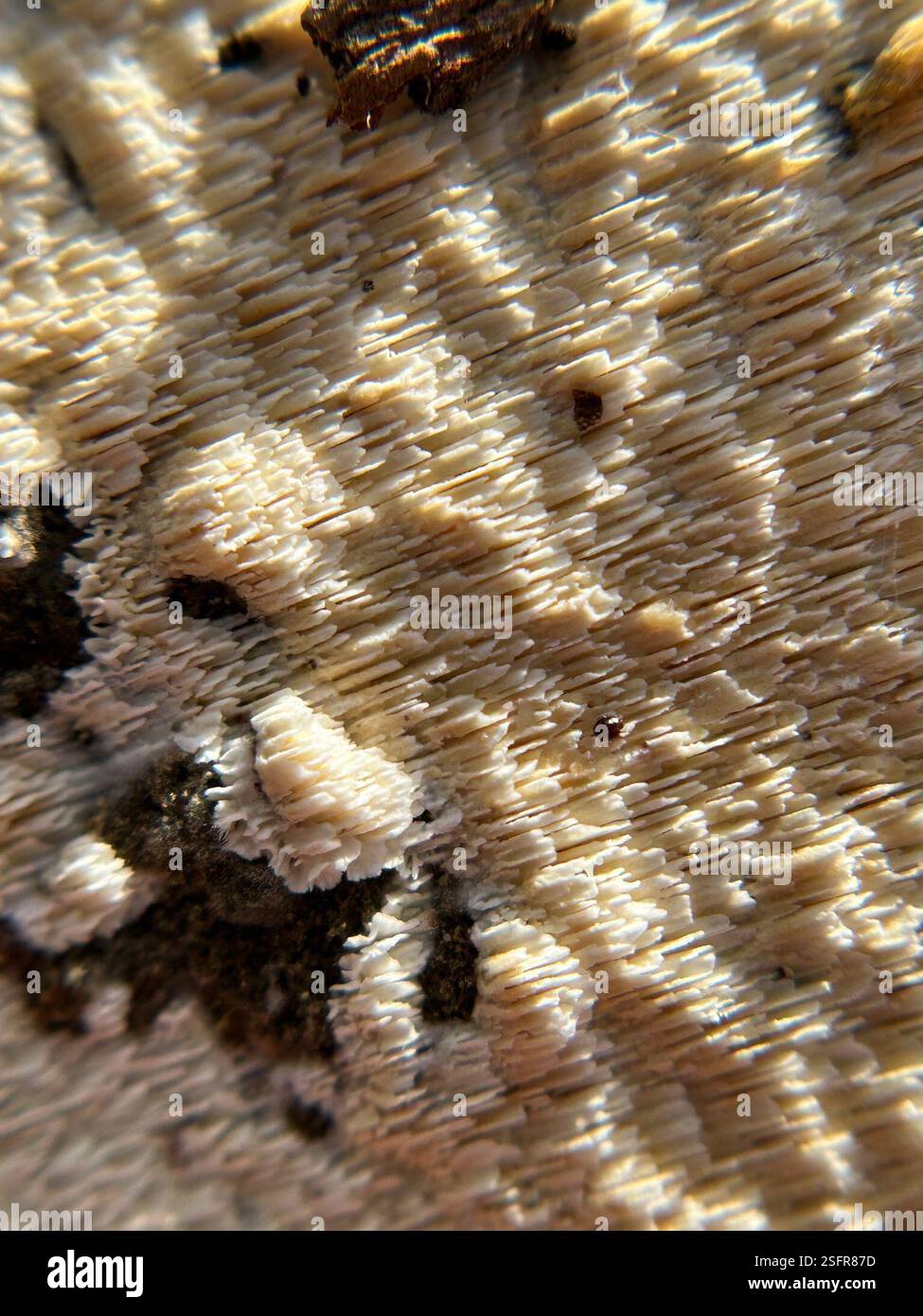 Milk-white Toothed Polypore (Irpex lacteus), Fungi, Highland Dr, Los ...