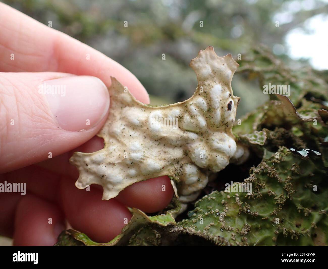 Tree Lungwort (Lobaria pulmonaria), Fungi, Colwood, BC, Canada Stock ...