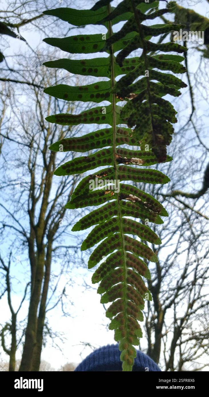 polypody ferns (Polypodium), Plantae, Risk Cottages, Johnstone PA9 1DN ...