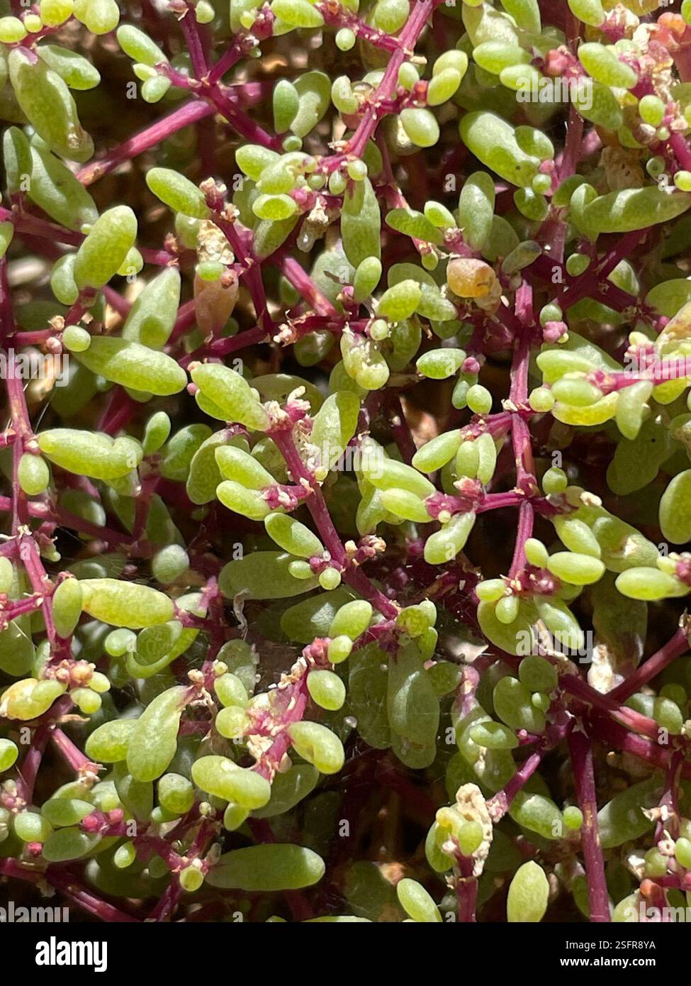 simple-leaved bean caper (Tetraena simplex), Plantae, São Vicente, Cape ...