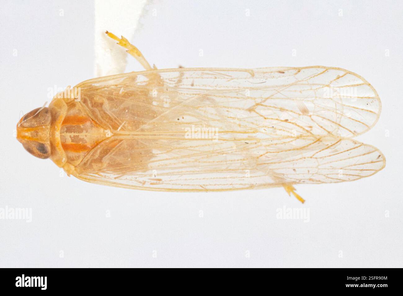 (Haplaxius dolon), Insecta, Colina do Sol, Pelotas - RS, Brazil, This ...