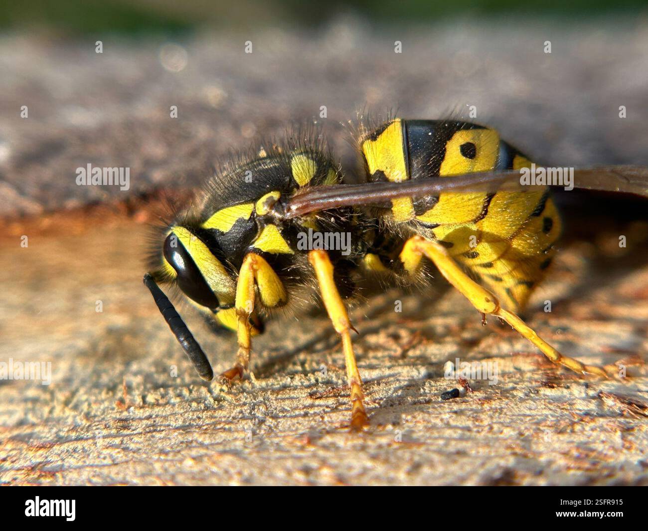 Western Yellowjacket (Vespula pensylvanica), Insecta, Montaña de Oro State Park, Los Osos, CA ...