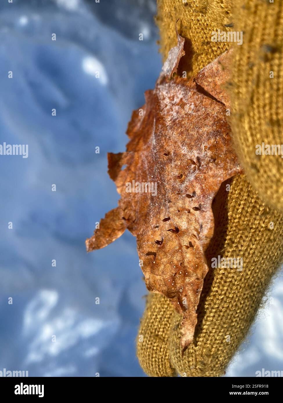 Maple Spindle Gall Mite (Vasates aceriscrumena), Arachnida, Silver Bay ...