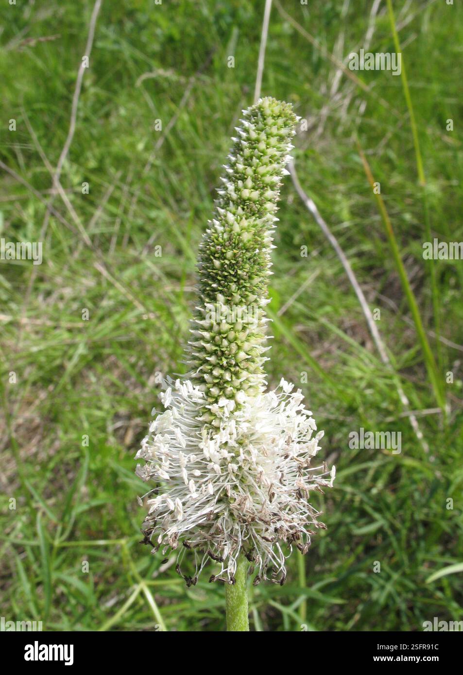 (Plantago maxima), Plantae, Колышлейский р-н, Пензенская обл., Россия ...