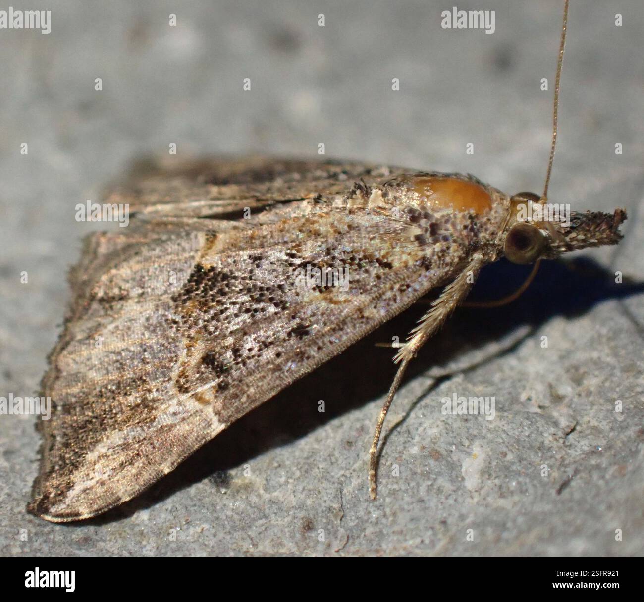 Lantana Defoliator (Hypena laceratalis), Insecta, Santo Antão, Cape ...