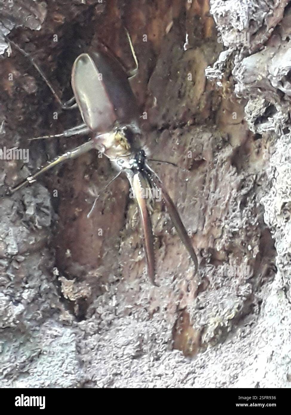 Chilean Stag Beetle (Chiasognathus grantii), Insecta, Пукон, Араукания ...