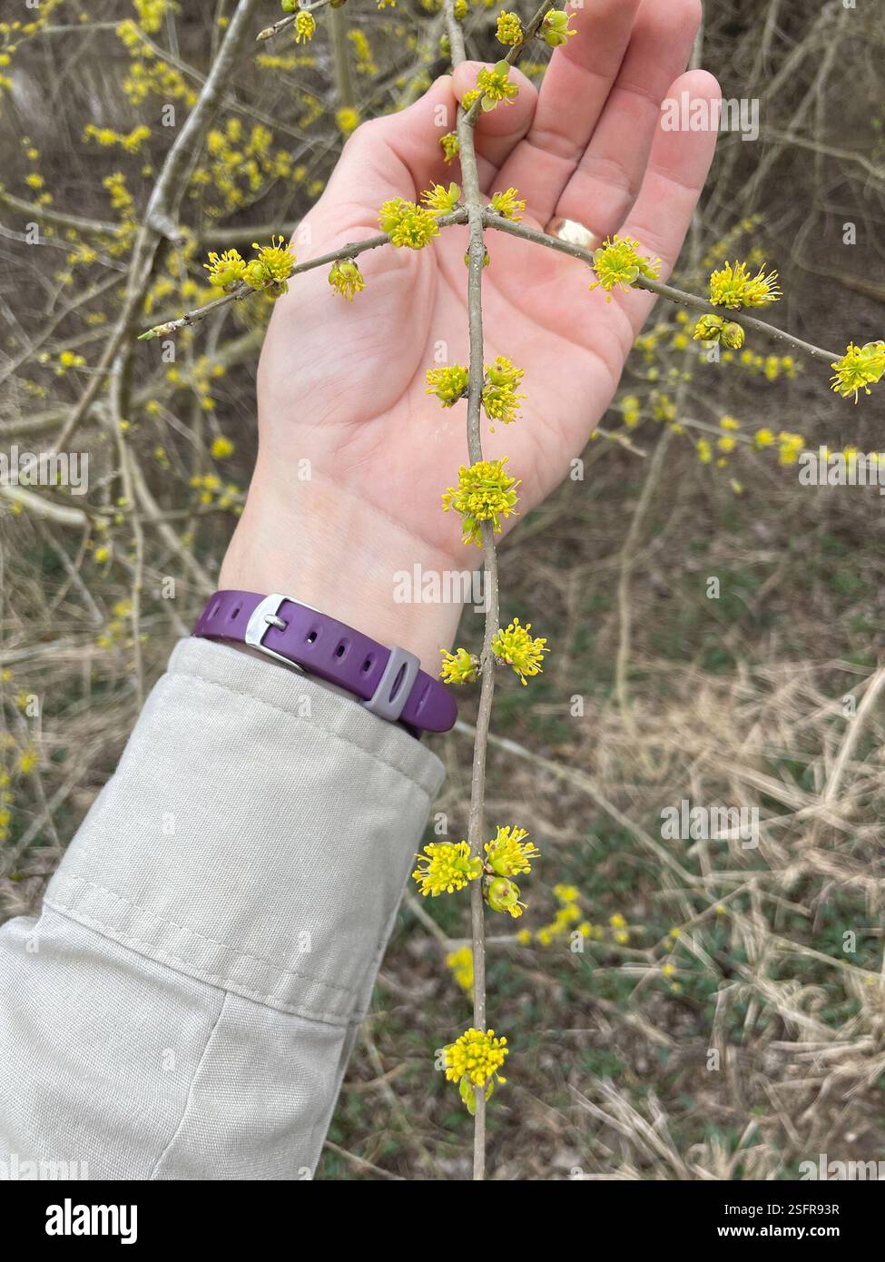 eastern swamp privet (Forestiera acuminata), Plantae, Pintail Ln ...