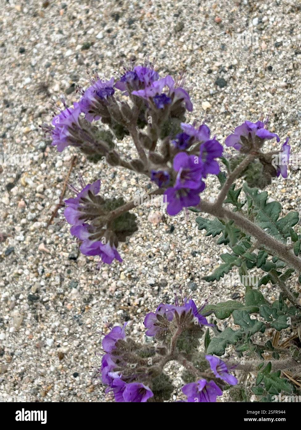 Notch-leaf Scorpionweed (Phacelia crenulata), Plantae, Box Canyon Rd ...