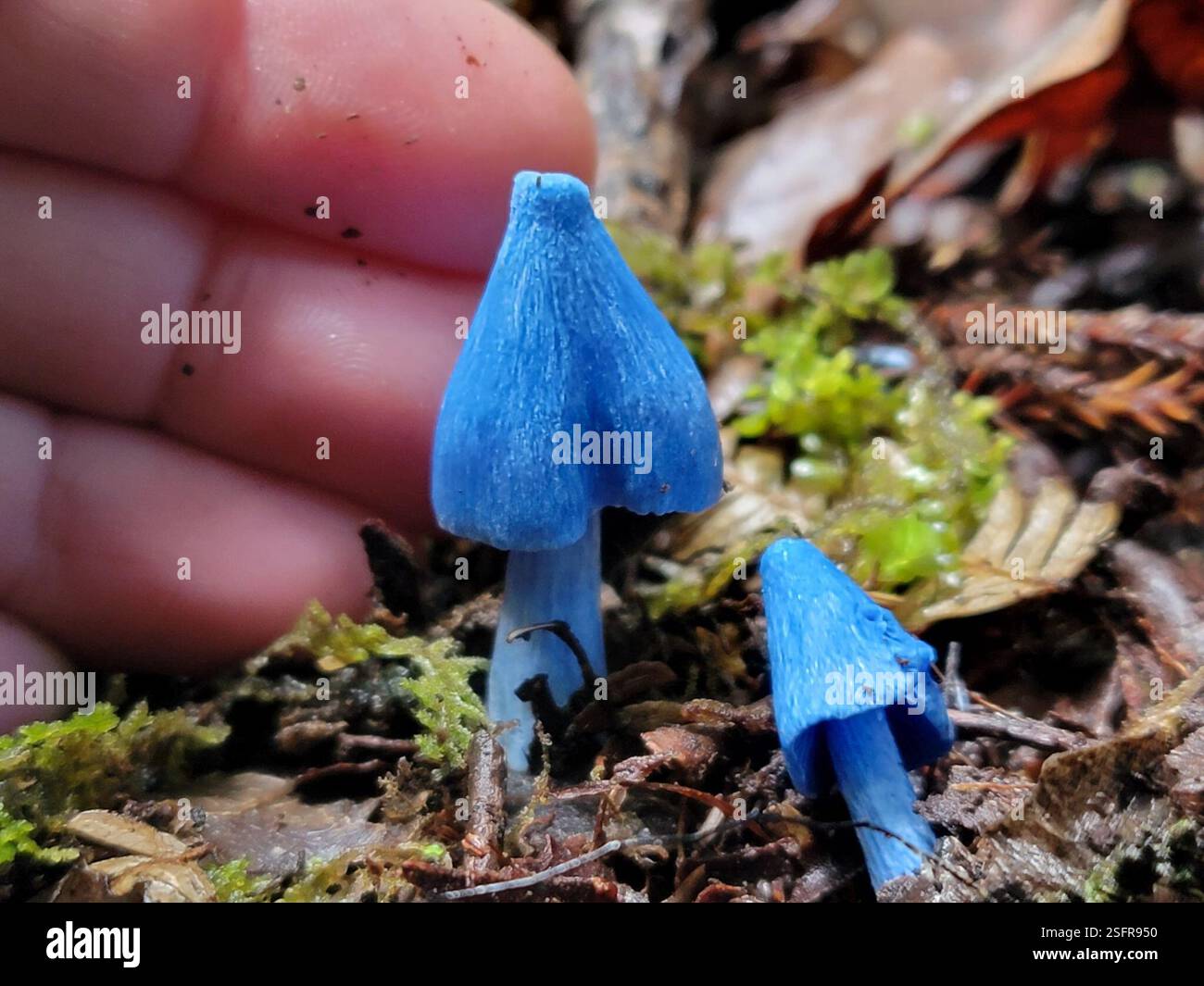 blue pinkgill (Entoloma hochstetteri), Fungi, Kokatahi, New Zealand ...