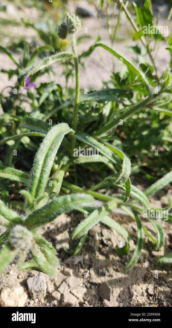 bearded cryptantha (Cryptantha barbigera), Plantae, Whitewater, CA ...
