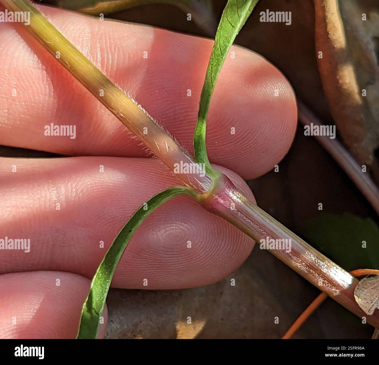 Alligatorweed (Alternanthera philoxeroides), Plantae, Clearwater, FL ...