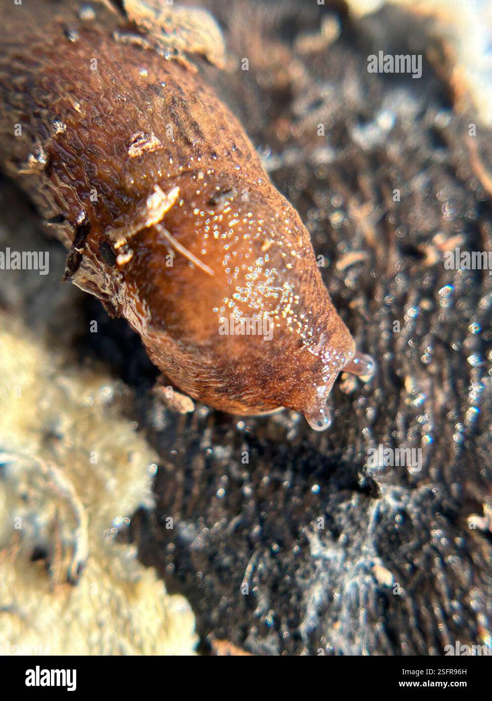 Threeband Slugs (Ambigolimax), Mollusca, Highland Dr, Los Osos, CA, US ...