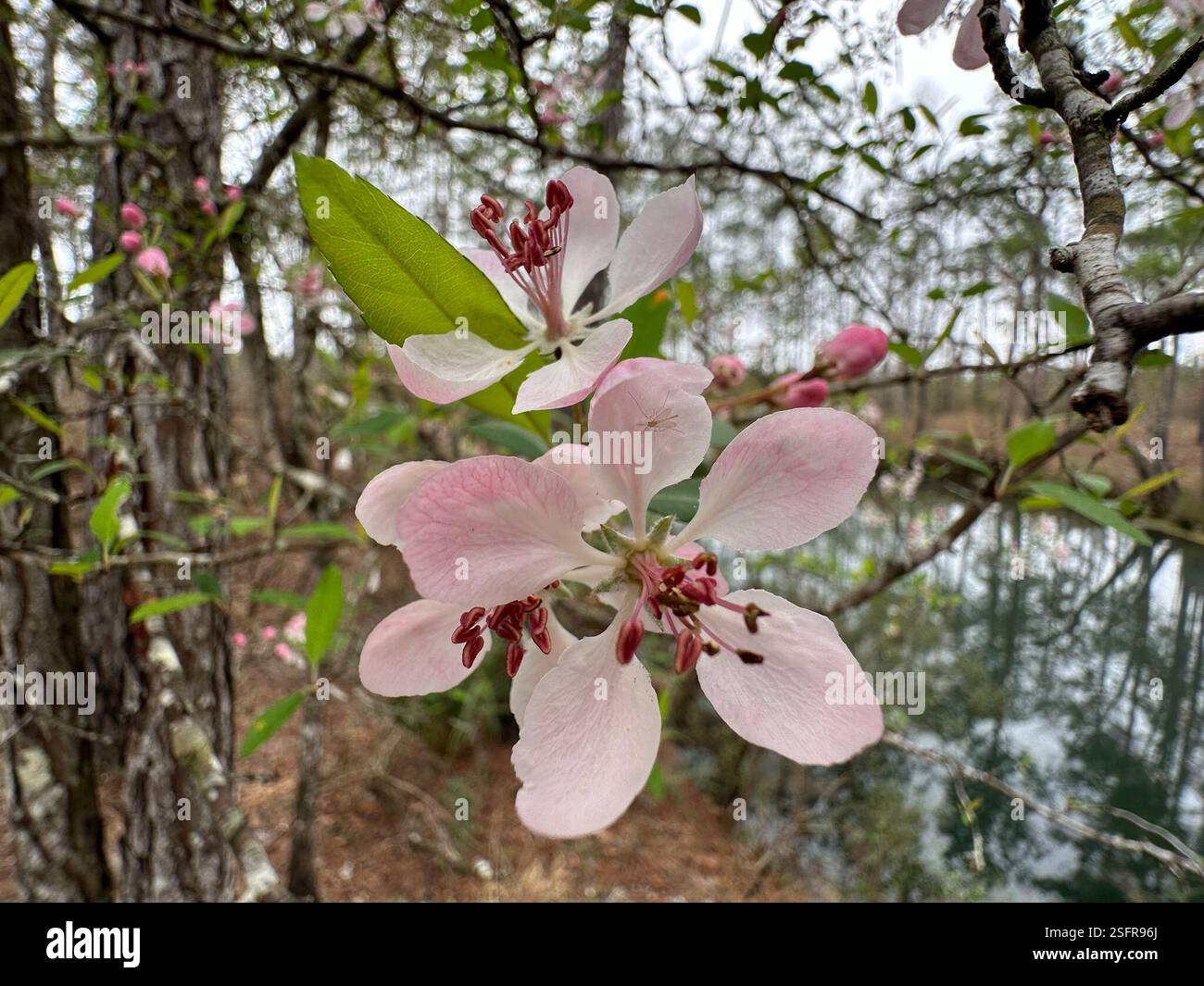 southern crabapple (Malus angustifolia), Plantae, Crawfordville, FL, US ...