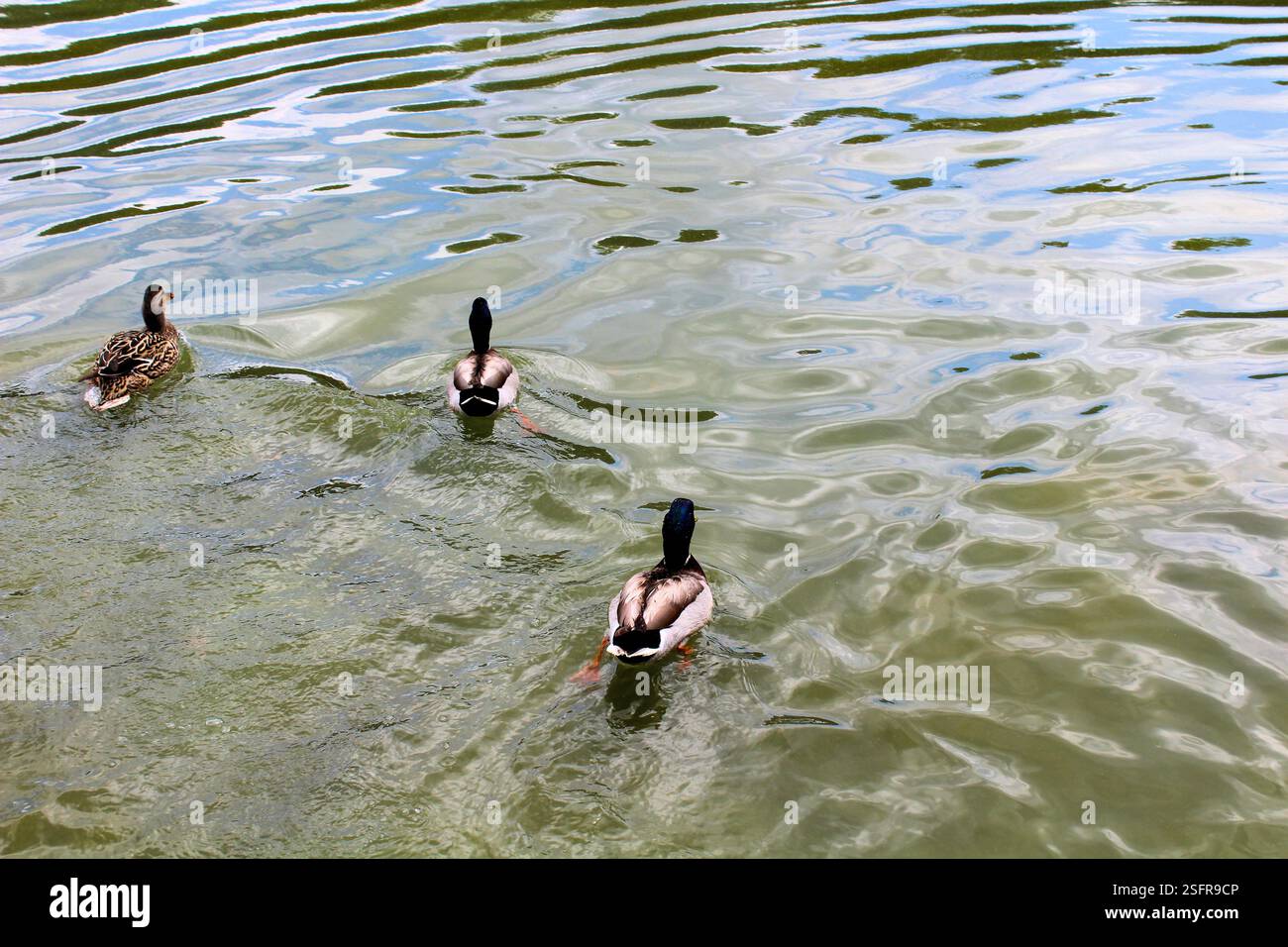 Three ducks glide smoothly across the pond's calm surface Stock Photo ...