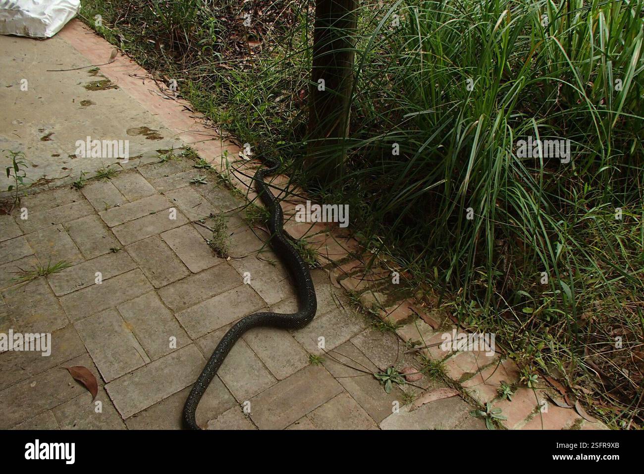 Diamond Python (Morelia spilota spilota), Reptilia, 62 Railway Parade ...