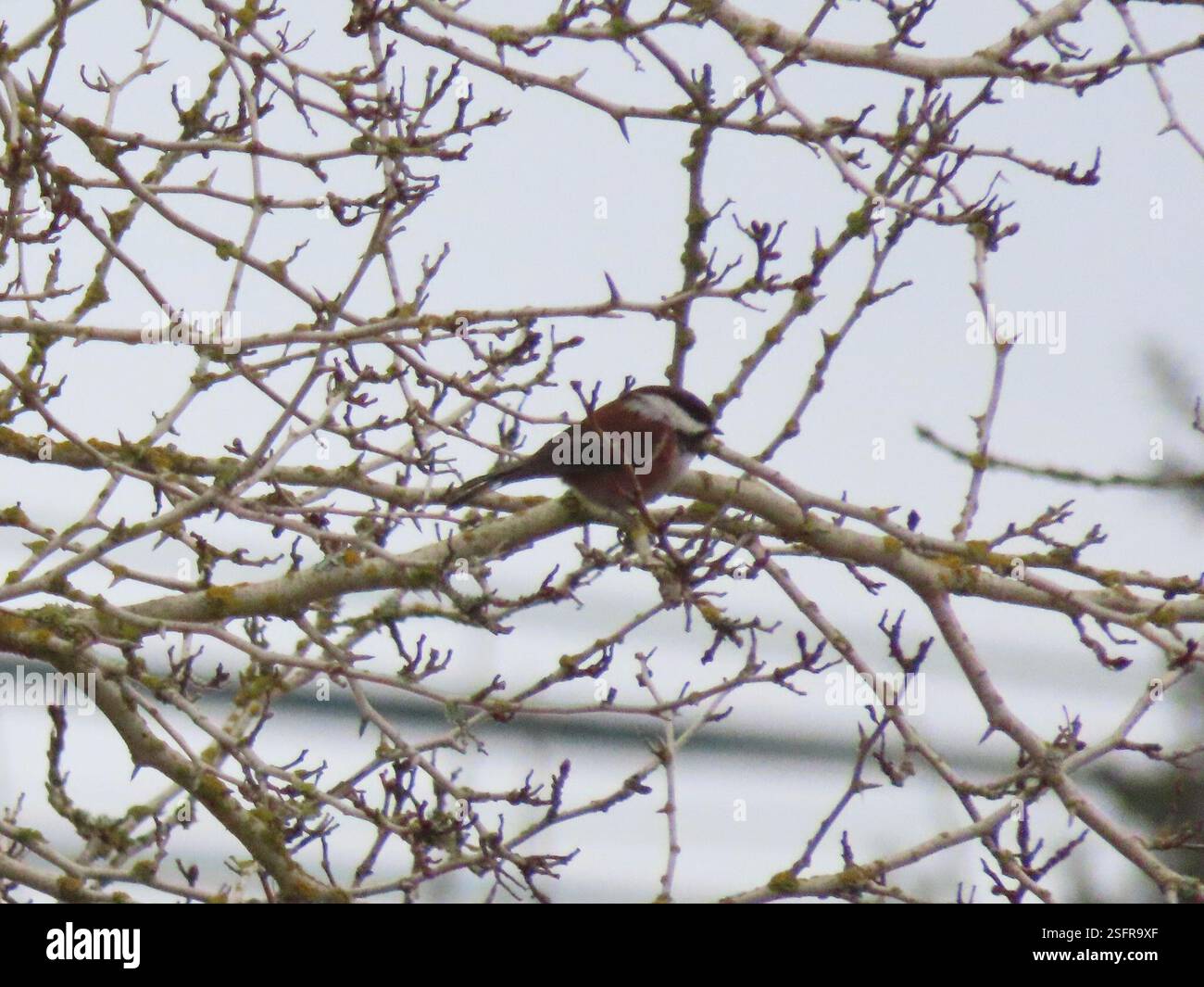 Chestnut-backed Chickadee (Poecile rufescens), Aves, Capital, BC ...