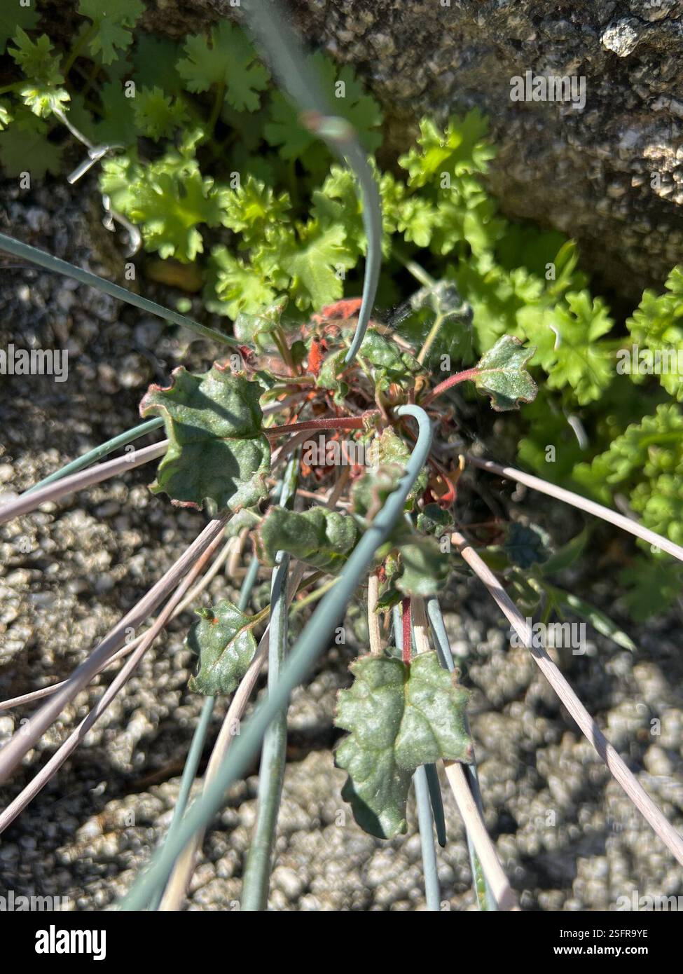 Desert Trumpet (Eriogonum inflatum), Plantae, San Diego County, US-CA ...