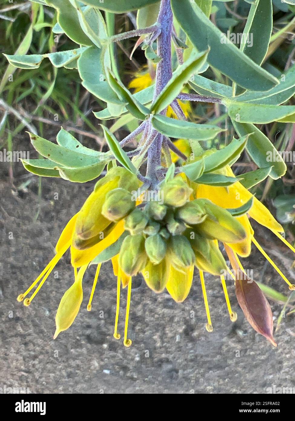 Bladderpod (Cleomella arborea), Plantae, Torrey Pines State Natural ...