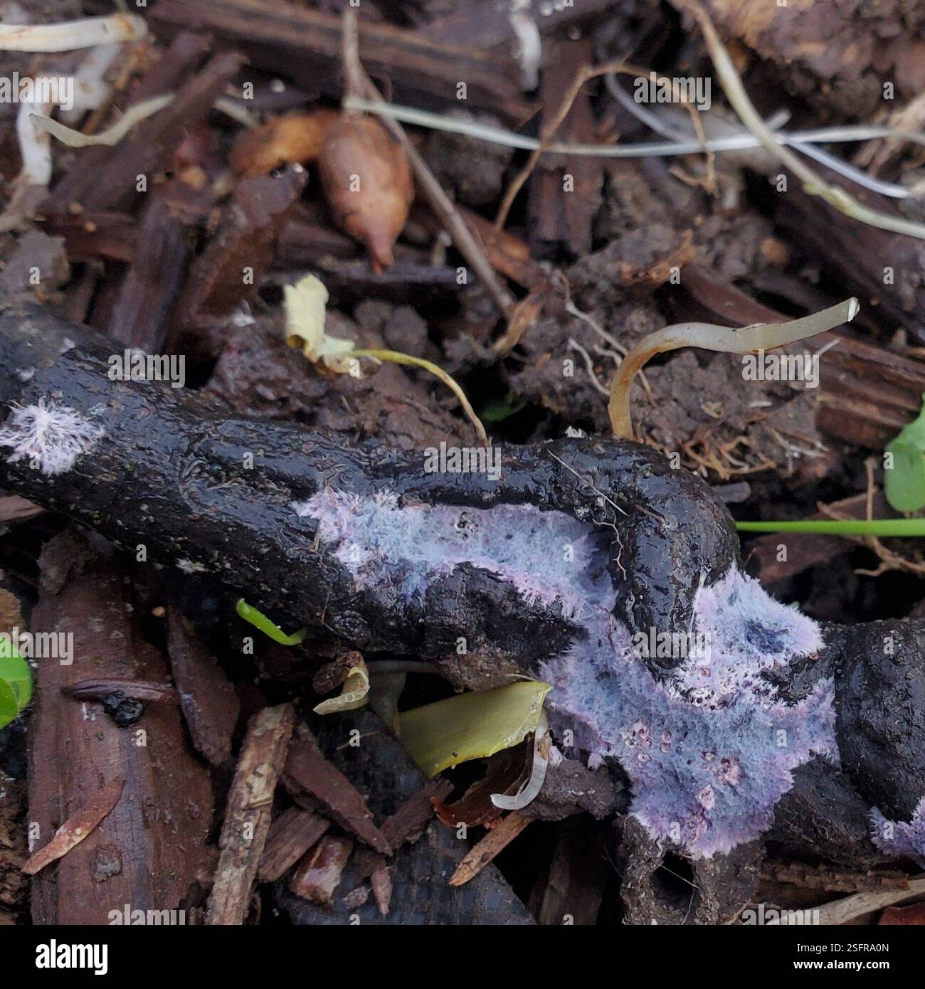 Purple Fuzz (Punctularia atropurpurascens), Fungi, California, US ...