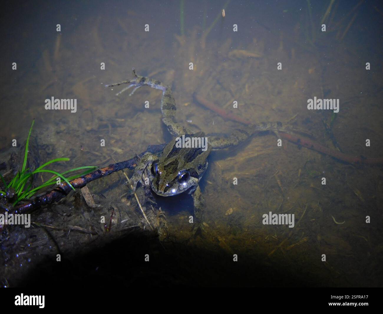 Common Eastern Froglet (Crinia signifera), Amphibia, Hobart TAS ...