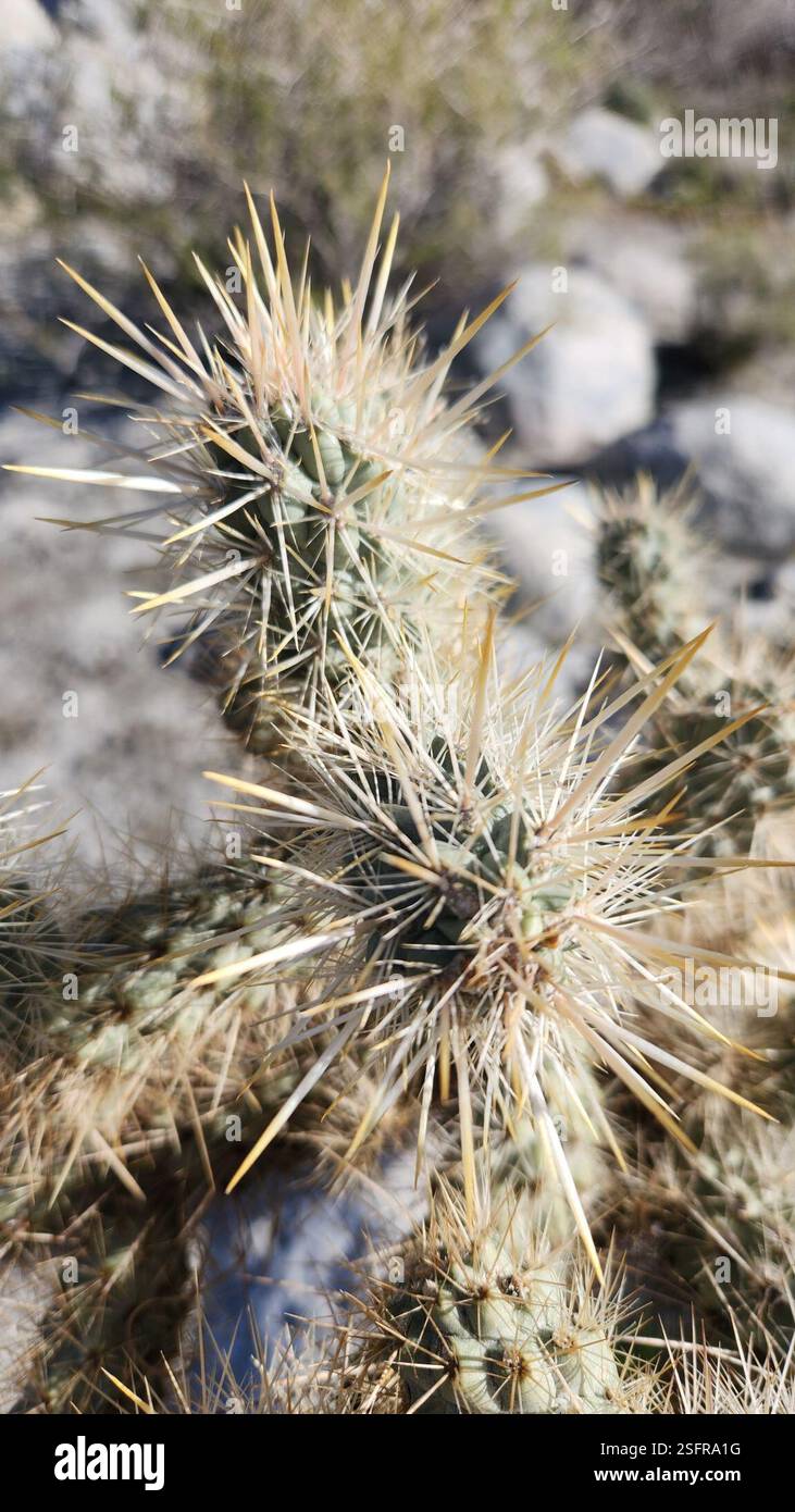 Silver Cholla (Cylindropuntia echinocarpa), Plantae, Riverside County ...