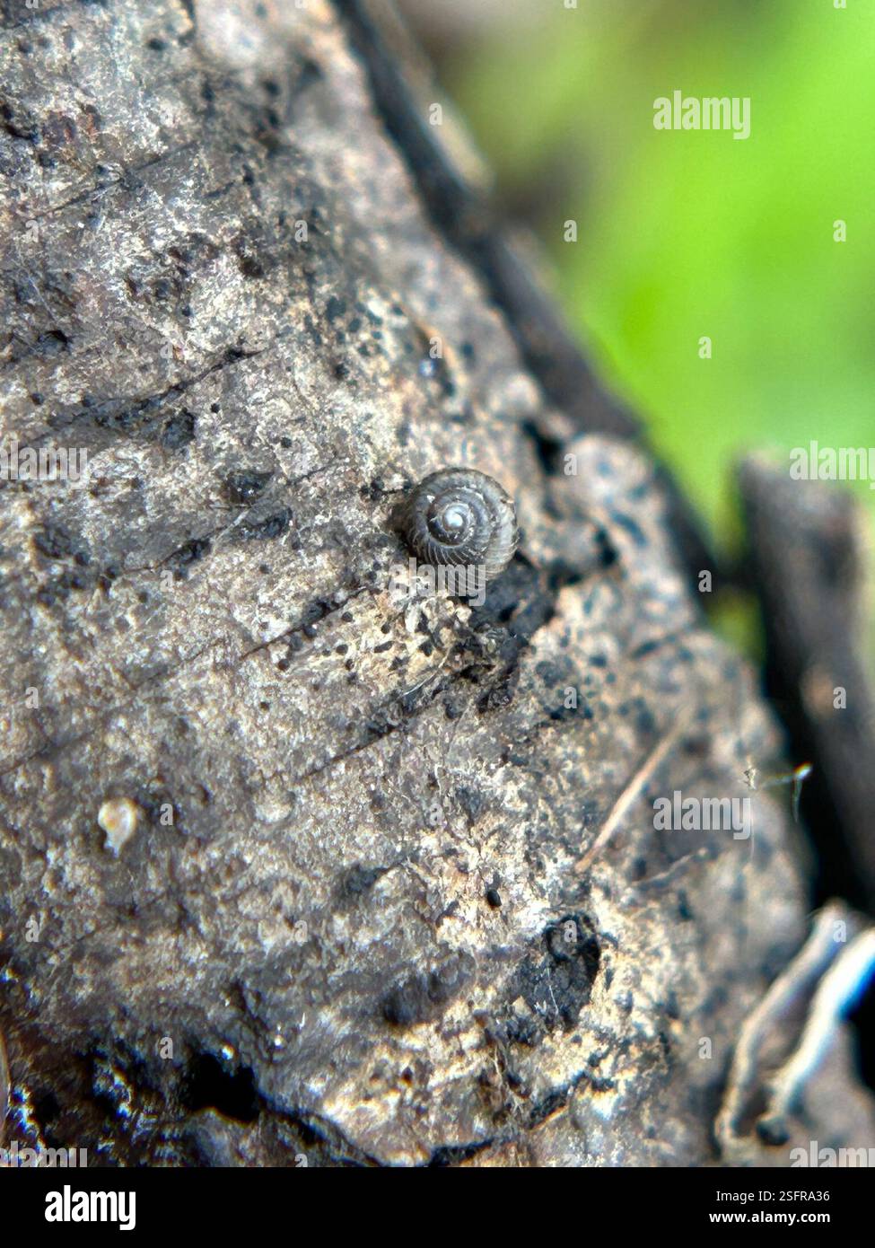 Pinhead Spot Snail (Paralaoma servilis), Mollusca, Montaña de Oro State ...