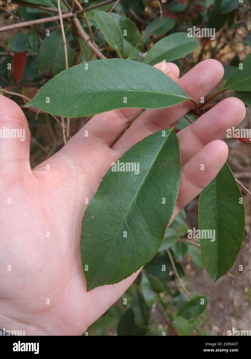 Chinese Photinia (Photinia serratifolia), Plantae, Uptown, Houston, TX ...
