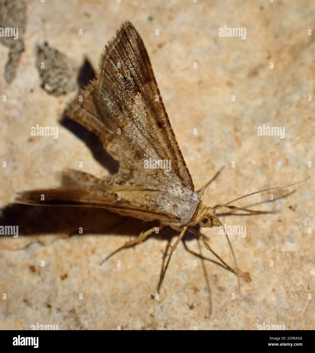 Peahen Moth (Isturgia deerraria), Insecta, Santo Antão, Cape Verde, CV ...