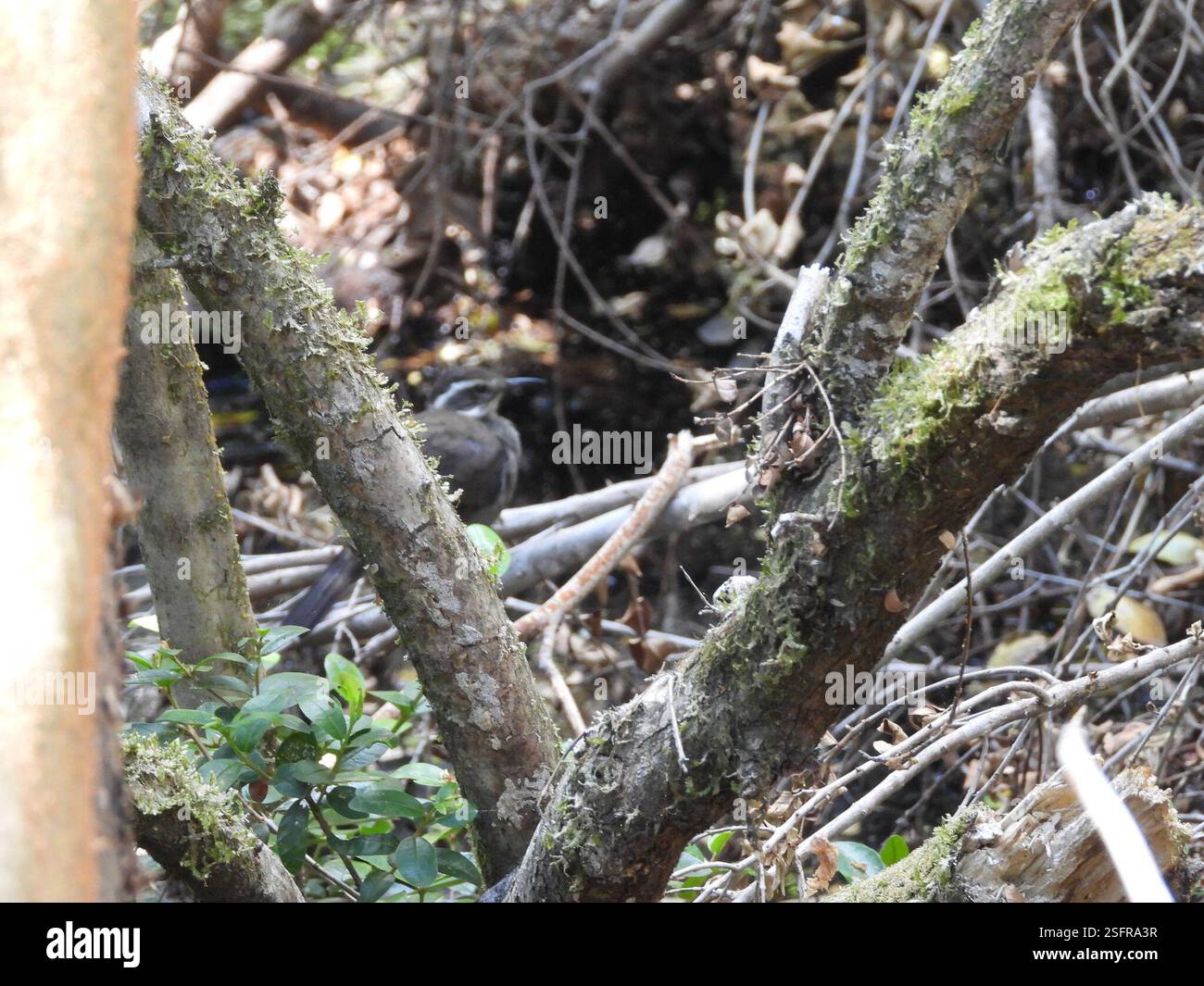 Dark-bellied Cinclodes (Cinclodes patagonicus), Aves, Parque Nacional ...