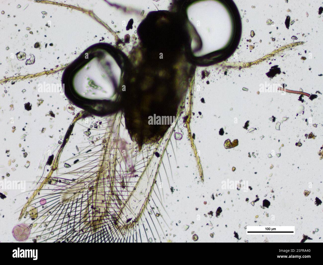 Fairy Wasps (Mymaridae), Insecta, Западный административный округ ...