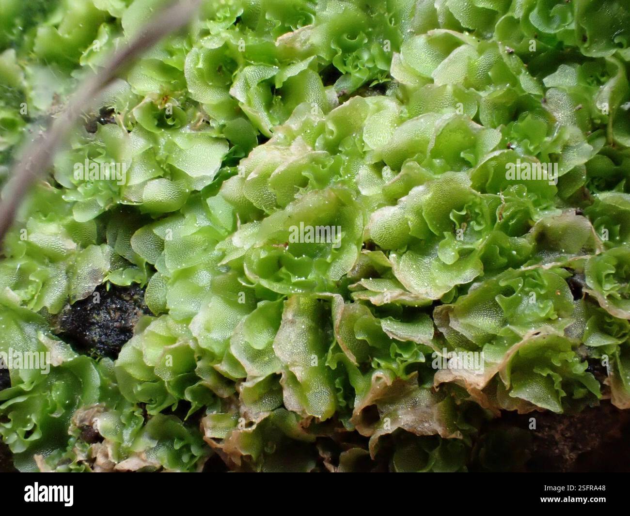 liverworts (Marchantiophyta), Plantae, Santo Antão, Cape Verde, CV ...