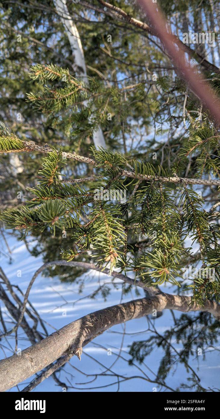 white spruce (Picea glauca), Plantae, Gogebic County, MI, USA Stock ...
