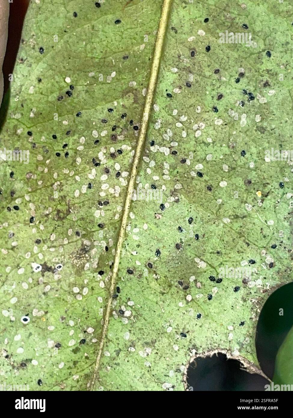 Whiteflies (Aleyrodoidea), Insecta, Pintail Ln, Natchez, MS, US, Black ...