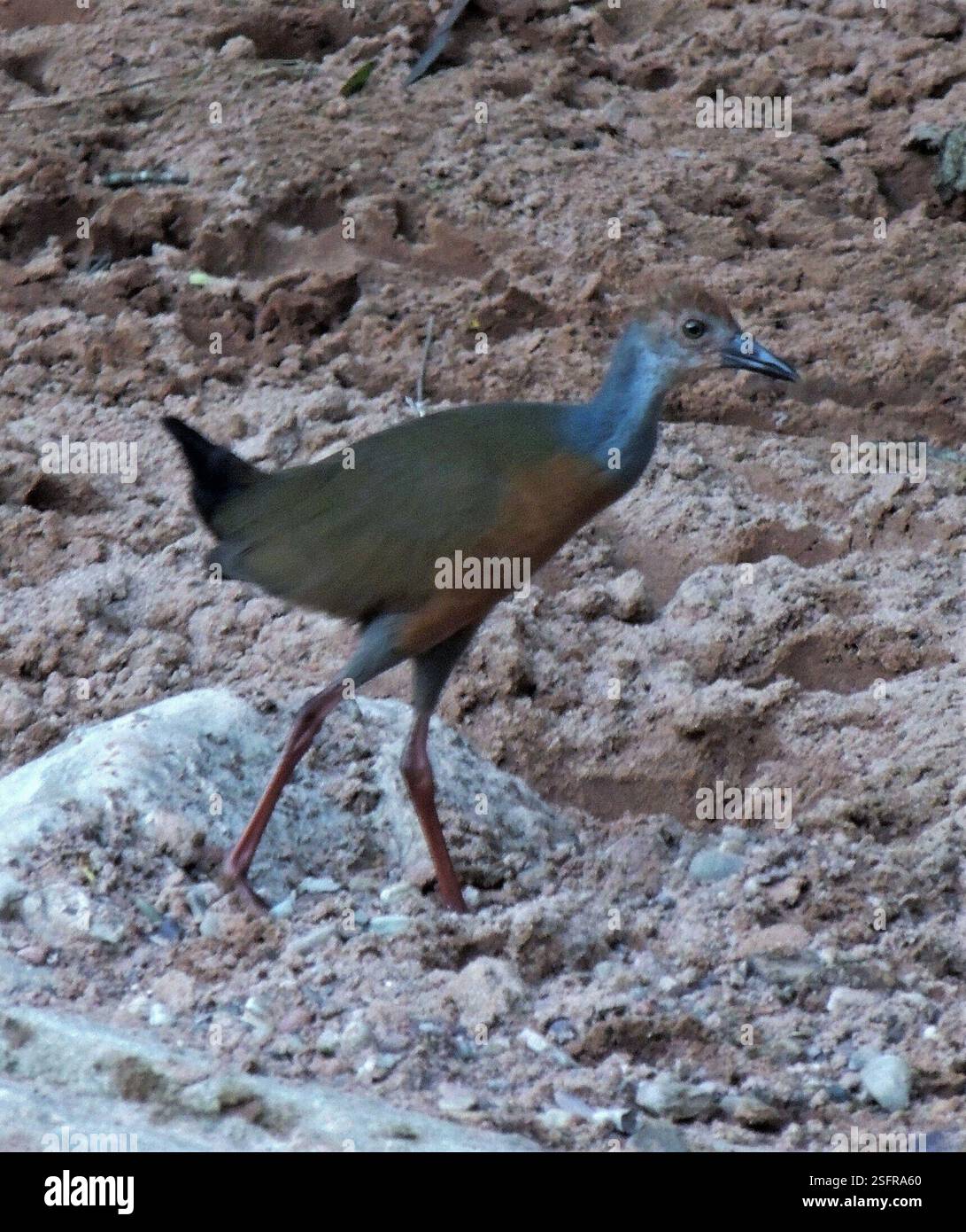 Gray-cowled Wood-Rail (Aramides cajaneus), Aves, Gral. José de San ...
