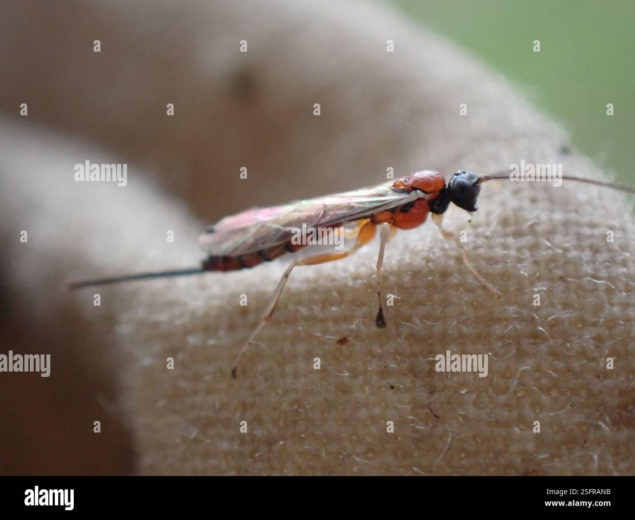 Ichneumonid Wasps (Ichneumonidae), Insecta, Colwood, BC, Canada Stock ...