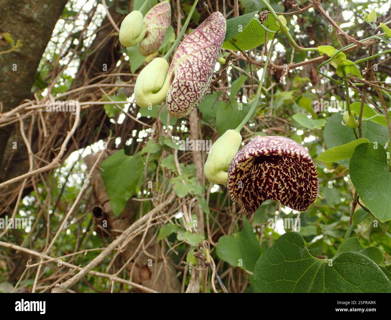 Calico-flower (Aristolochia littoralis), Plantae, Reserva Ecológica de ...