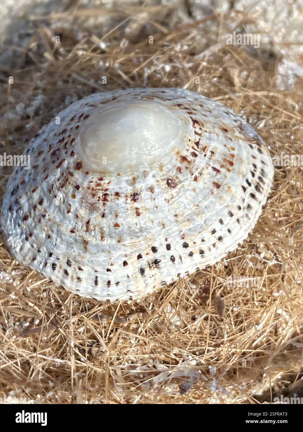(Patella rustica), Mollusca, Cala Mondragó, Santanyí, Balearen, ES ...