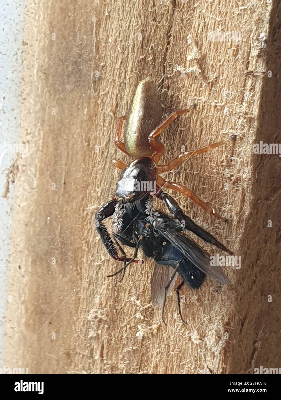 Black-headed Jumping Spider (Trite planiceps), Arachnida, Mākara ...
