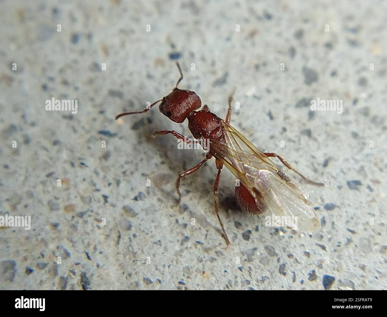 Typical American Harvester Ants (Pogonomyrmex), Insecta, California ...