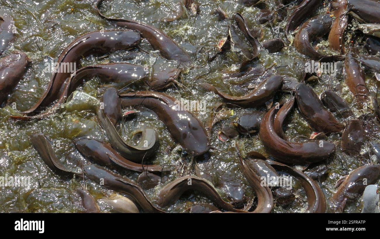 Sharptooth Catfish (Clarias gariepinus), Actinopterygii, Чианг Май ...